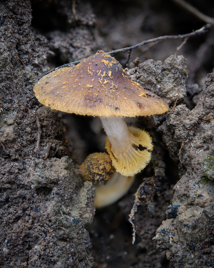 Descolea recedens from Forrest VIC 3236, Australia on May 13, 2024 at ...