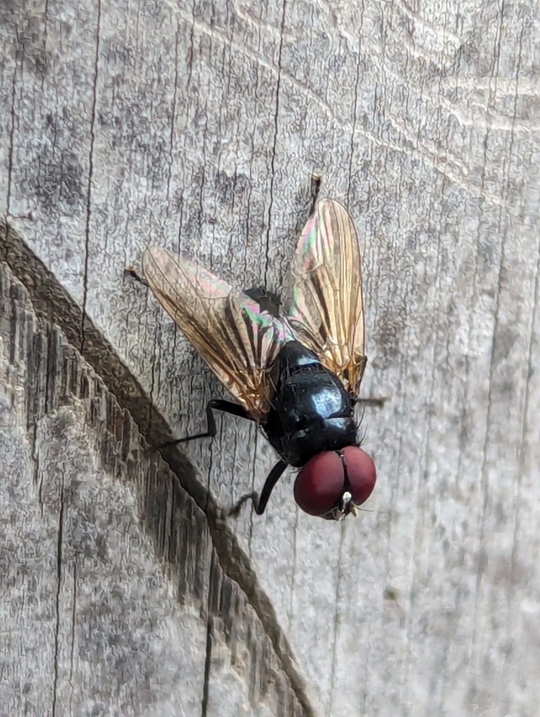 Black Dump Flies from Bagmati, NP-MM, NP on May 31, 2024 at 11:33 AM by ...