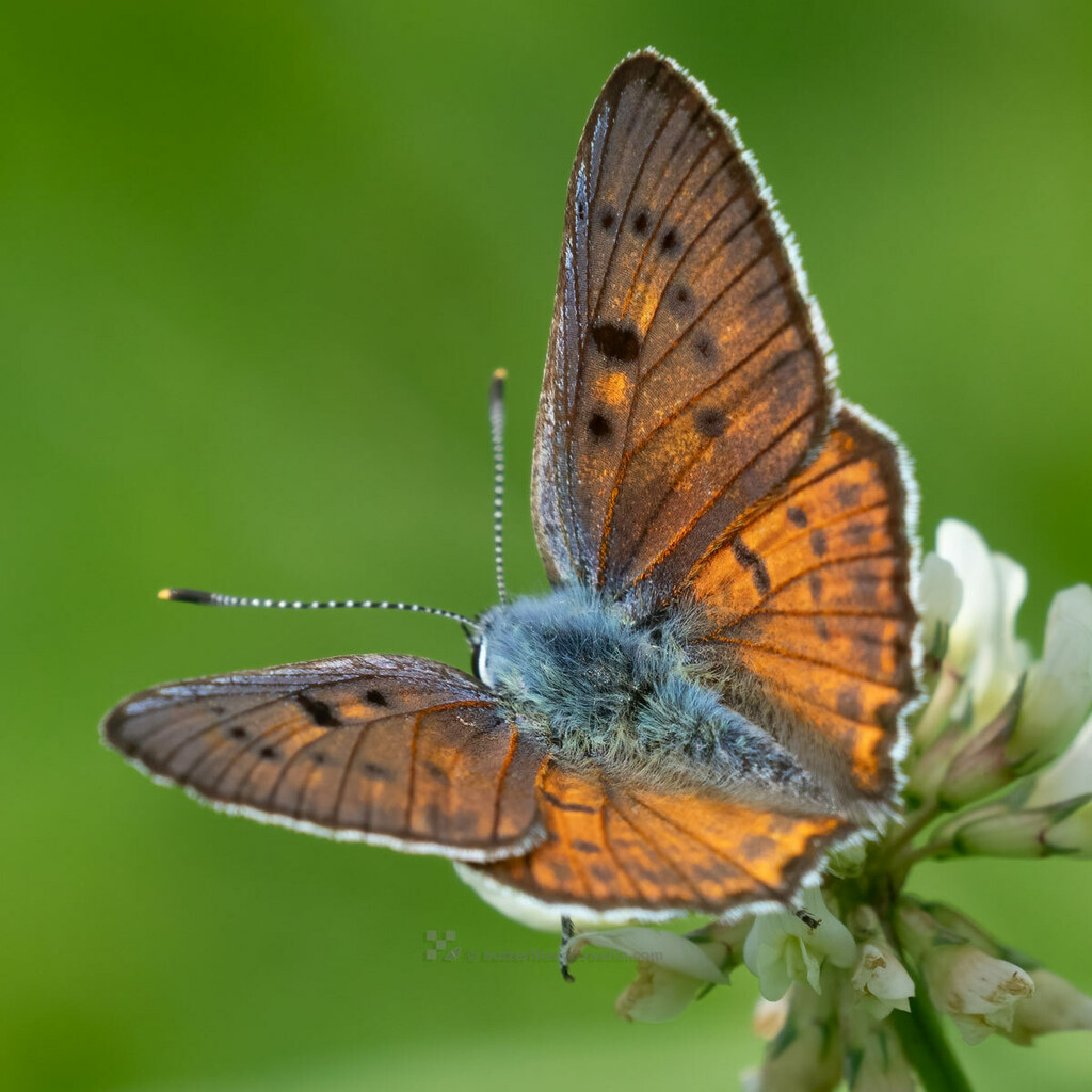 Purple-shot Copper from 42243, Koretinec, Croatia on May 30, 2024 at 12 ...