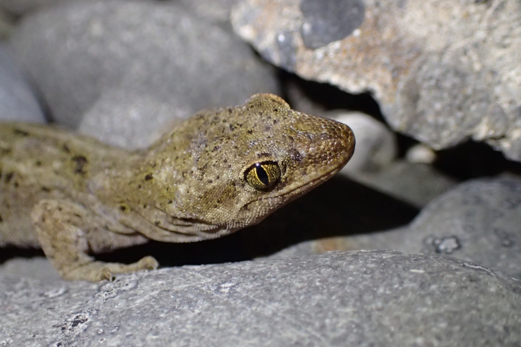 Waitaha Gecko in May 2024 by Oscar Dove · iNaturalist