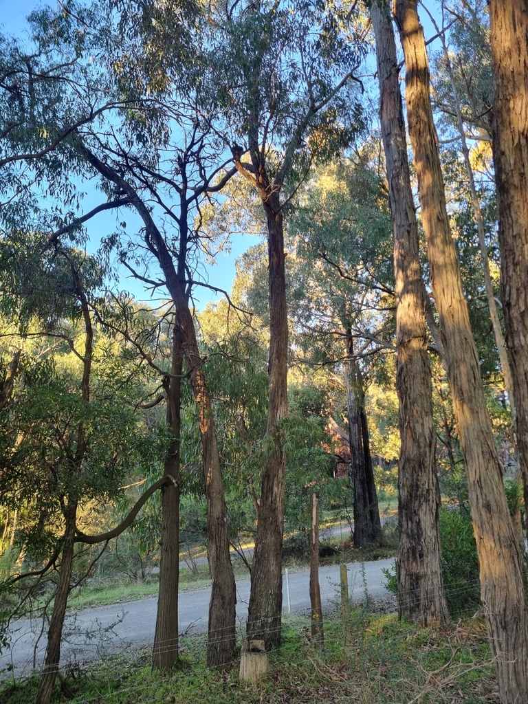 Green Scentbark from Cardinia - North, AU-VI, AU on May 27, 2024 at 04: ...