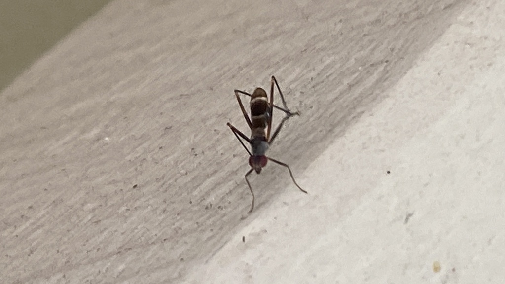 Insects from Great Sandy National Park, Noosa North Shore, QLD, AU on ...