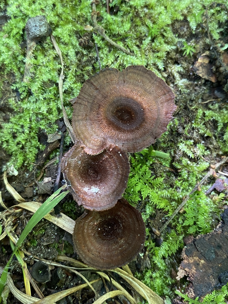 Brown Funnel Polypore in May 2024 by Jim Oehmke · iNaturalist