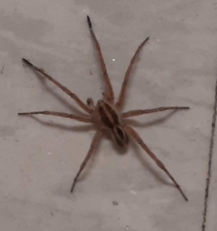 lance wolf spider from Paragould, AR 72450, USA on May 31, 2024 at 06: ...