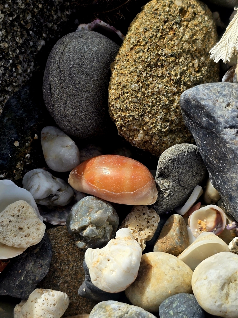 Carnelian Cowry from Kings Beach on May 31, 2024 by ...