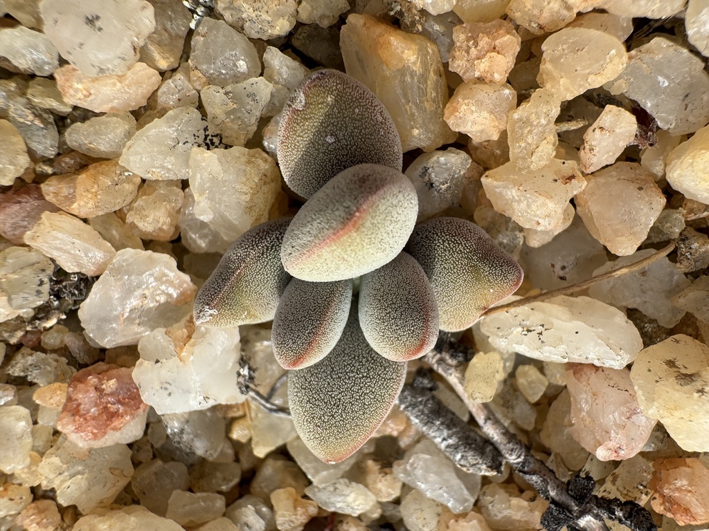 Crassula namaquensis from Melkboschkuil, Springbok, NC, ZA on May 31 ...