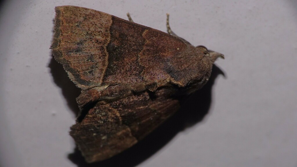 Acidon from Jena, Panchgani, Maharashtra 412805, India on May 6, 2024 ...