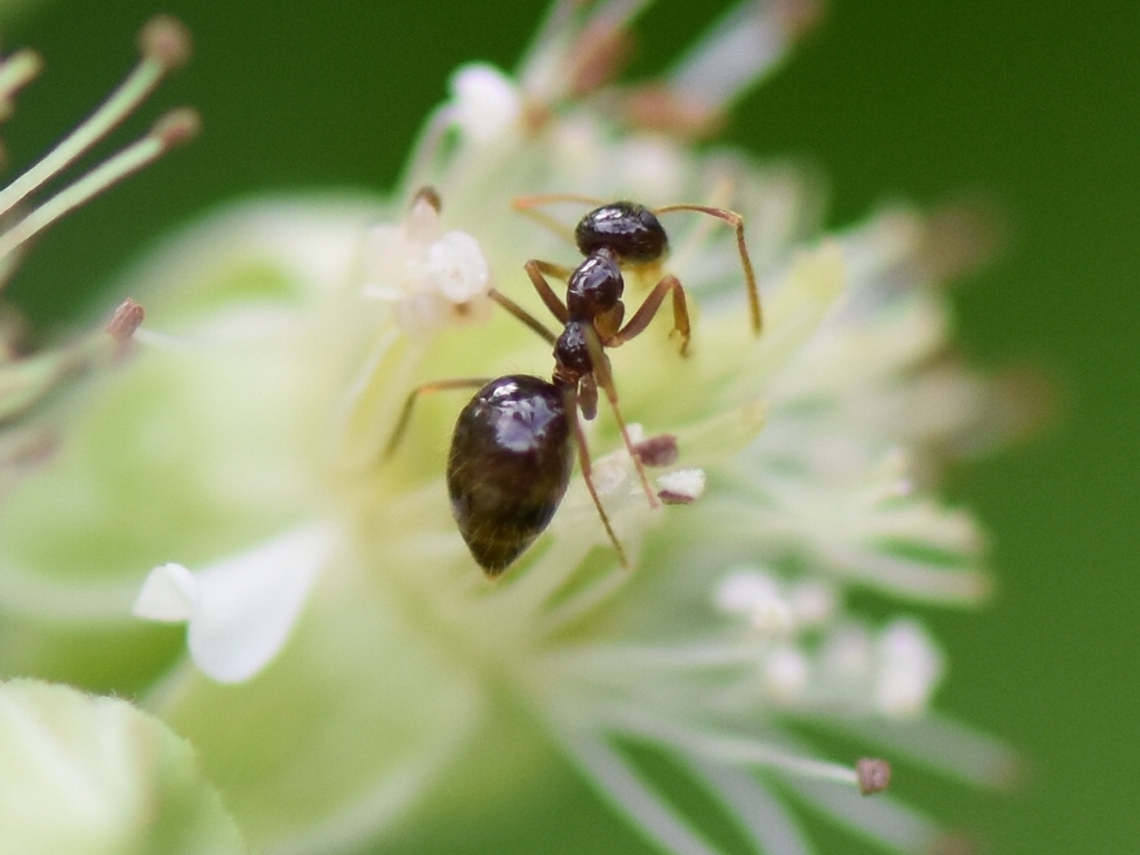 American Winter Ant in May 2024 by bmccarthy · iNaturalist