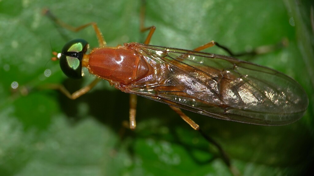Ptecticus indicus from Jena, Panchgani, Maharashtra 412805, India on ...
