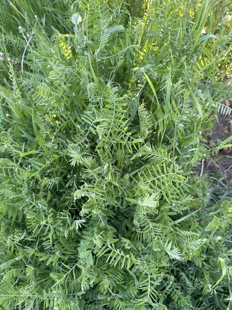 Vetches from улица Орынбор, Астана, Целиноград, KZ on May 31, 2024 at ...