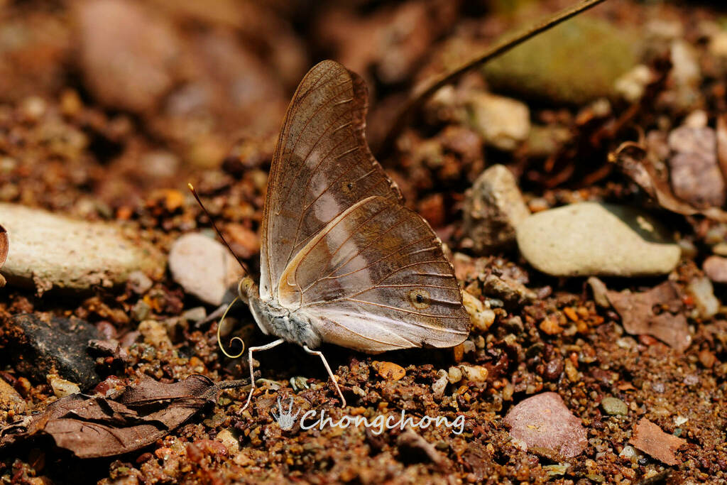 Purple Duke from 中国云南省西双版纳傣族自治州勐腊县 on May 2, 2024 at 08:59 PM by 虫虫 · ...