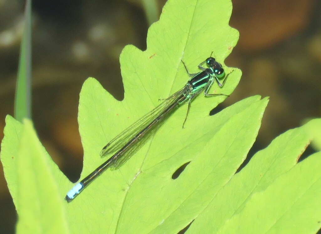 Eastern Forktail from Gilbrook Nature Area, Gilbrook Rd, Winooski, VT ...
