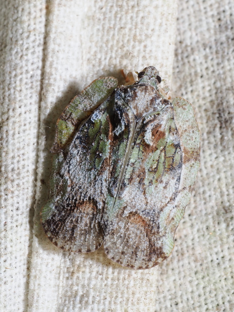 Atracis from Sabah, MY on May 5, 2024 at 04:16 AM by finger_snail ...