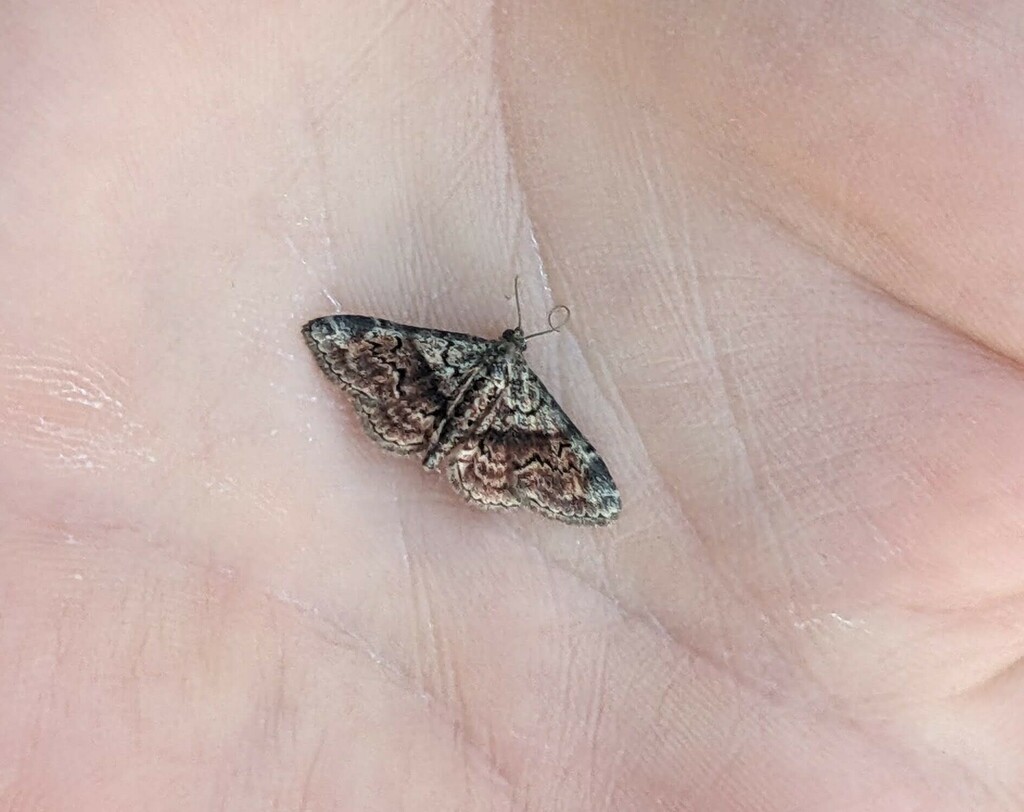 Paragona multisignata from North Ironbound, Newark, NJ, USA on May 31 ...