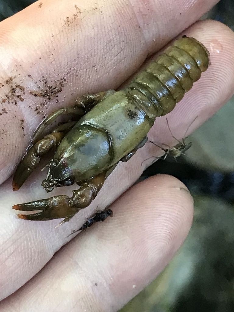 Eastern Crayfish from Algonquin Provincial Park, Nipissing, Unorganized ...
