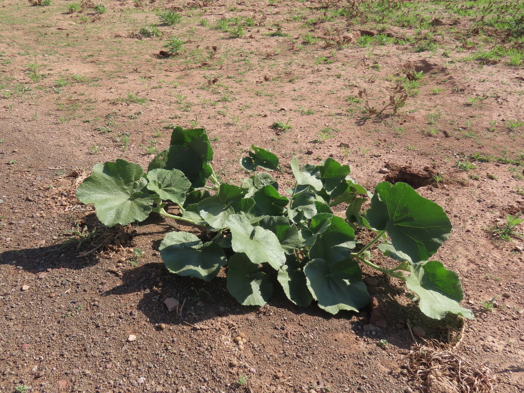 Wild Pumpkin from Karas Region, Namibia on May 3, 2024 at 10:24 AM by ...