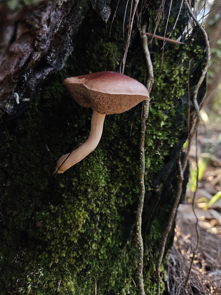 marshmallow bolete from Berkeley Vale Reserve, Tumbi Creek Rd, Berkeley ...