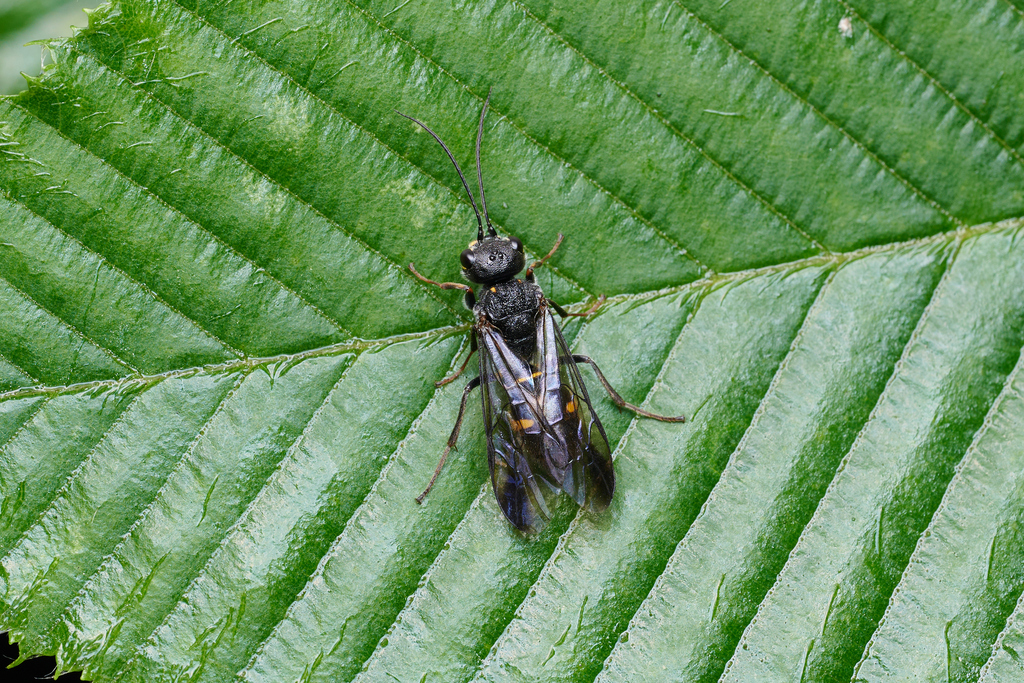 Trigonalidae from 中国天目山风景区 on May 24, 2024 at 09:28 PM by Li Jianbo ...