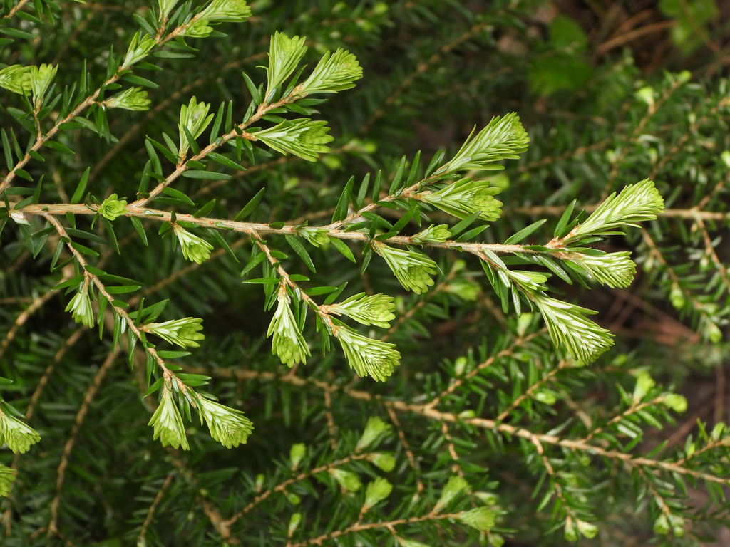 western hemlock from Battle, UK on May 1, 2024 at 03:06 PM by Chuangzao ...