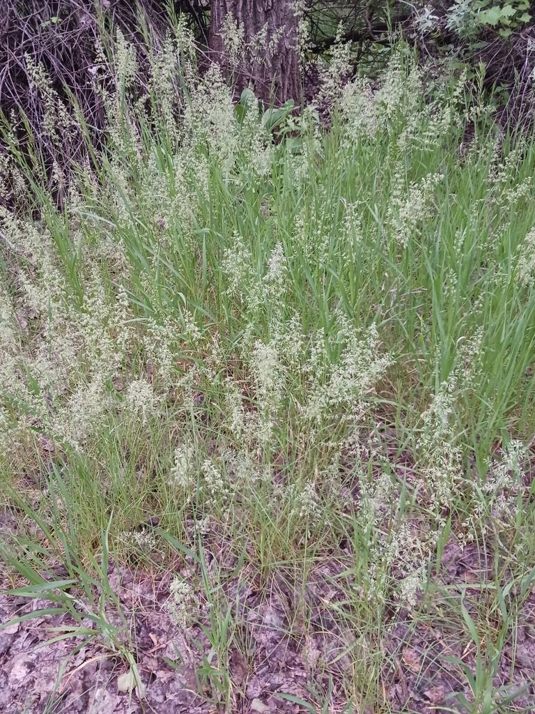 Meadow-grasses from West Hughes, SD, USA on May 31, 2024 at 08:39 AM by ...