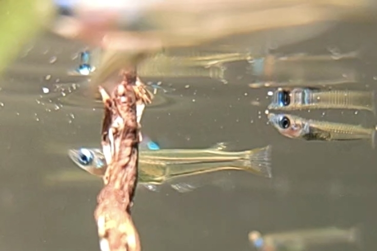 Chinese rice fish from Ningbo, CN-ZJ, CN on May 31, 2024 at 09:42 PM by ...