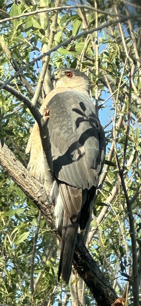 Cooper's Hawk from Open Space Visitor Center, Albuquerque, NM, US on ...