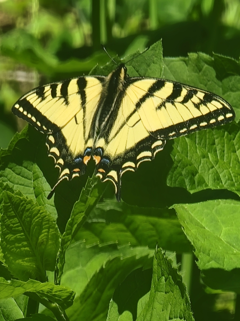 Canadian Tiger Swallowtail from Utterson, ON P0B 1M0, Canada on May 31 ...