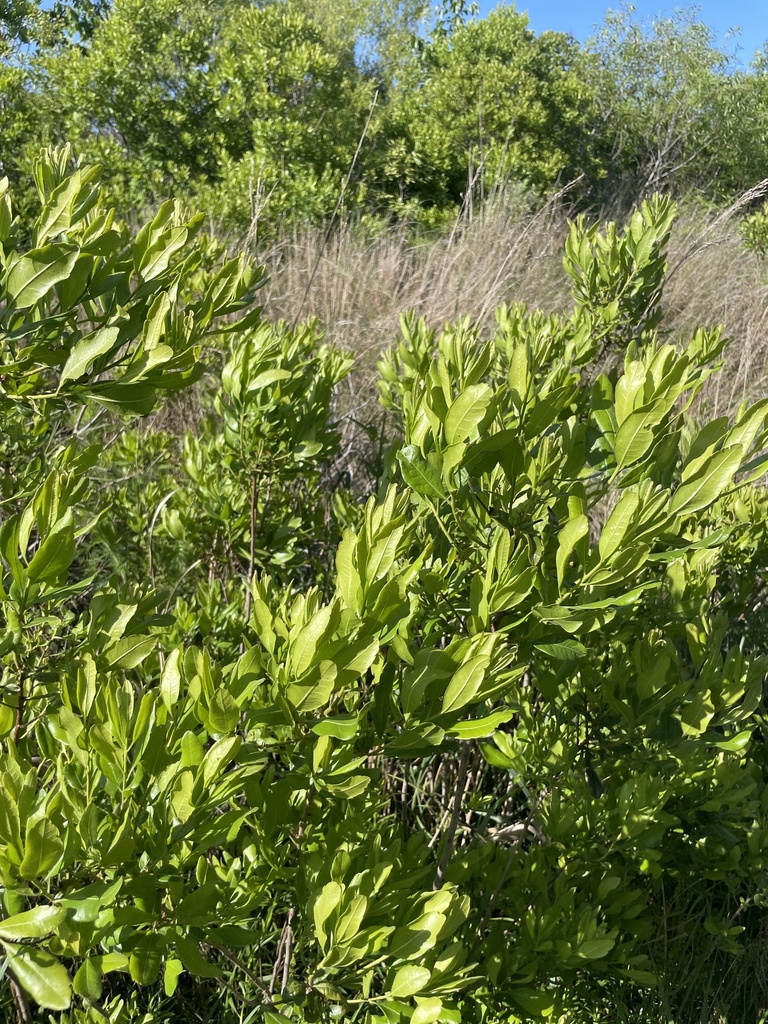 northern bayberry from Cape Island, Cape May, NJ, US on May 30, 2024 at ...