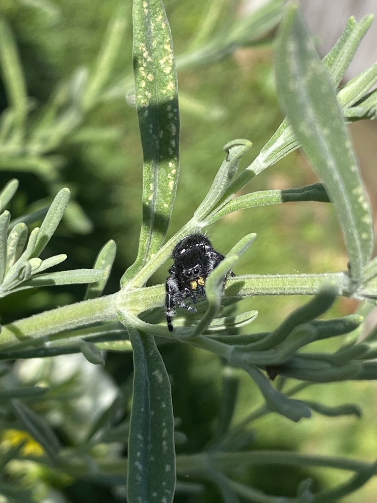Bold Jumping Spider from North Carolina Aquariums, Manteo, NC, US on ...
