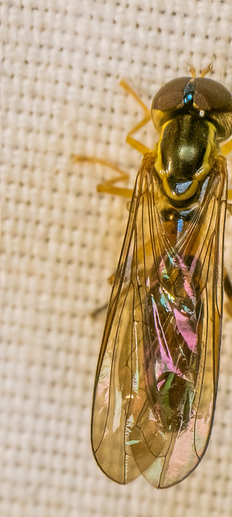 Syrphini from Sachatamia Lodge Km. 78 de la Via Quito - Calacali, Mindo ...