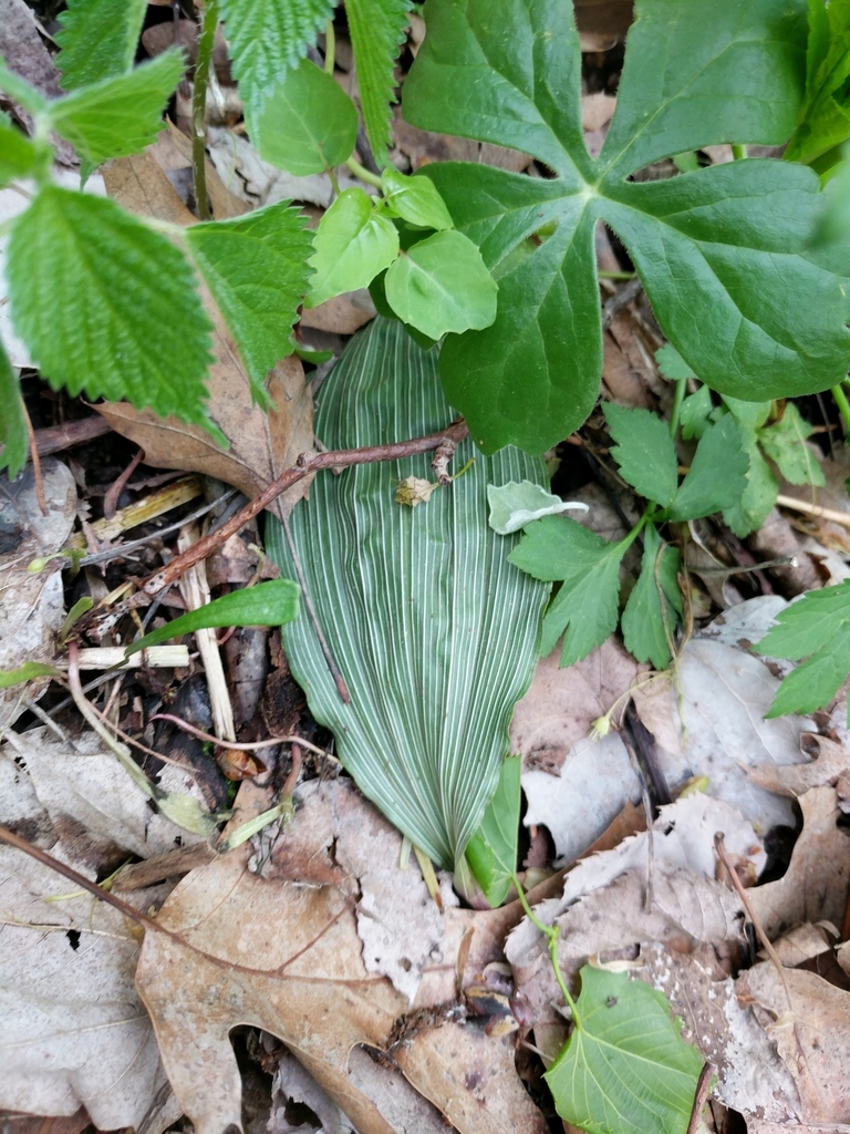 putty root in May 2019 by Sarah DeLong-Duhon · iNaturalist