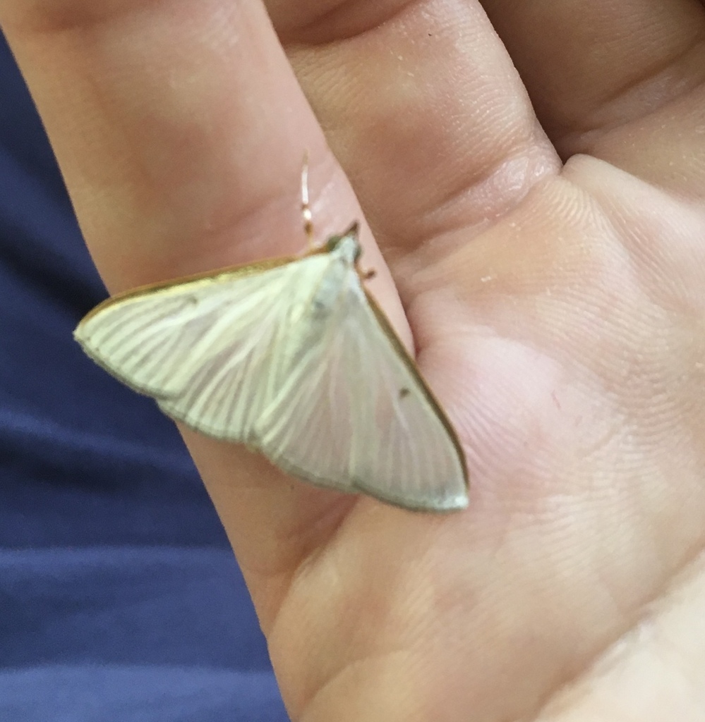 Orange-shouldered Sherbet Moth from Cherry Creek, Austin, TX, USA on ...