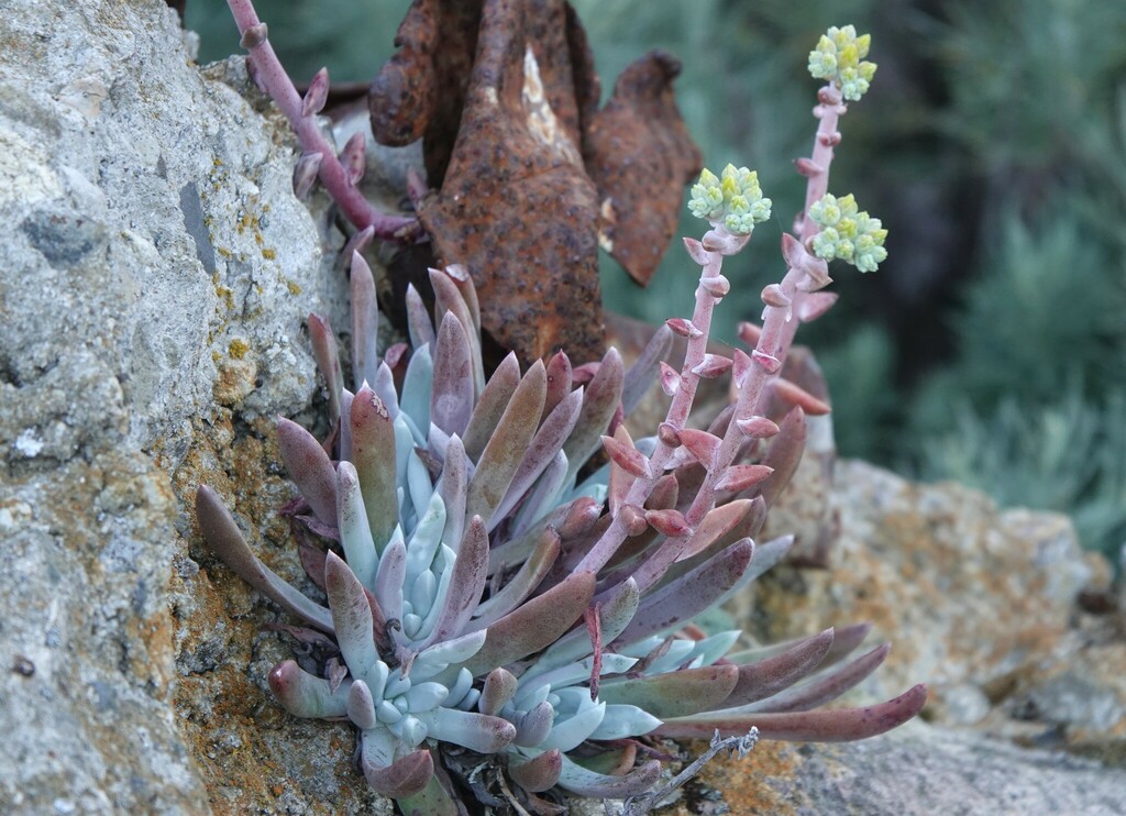 Coast Dudleya from Morro Bay, CA, USA on May 28, 2024 at 04:16 PM by ...