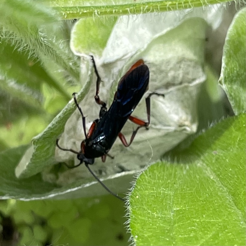 Ichneumonid Wasps from Yellowstone Ln N, Plymouth, MN, US on May 30 ...