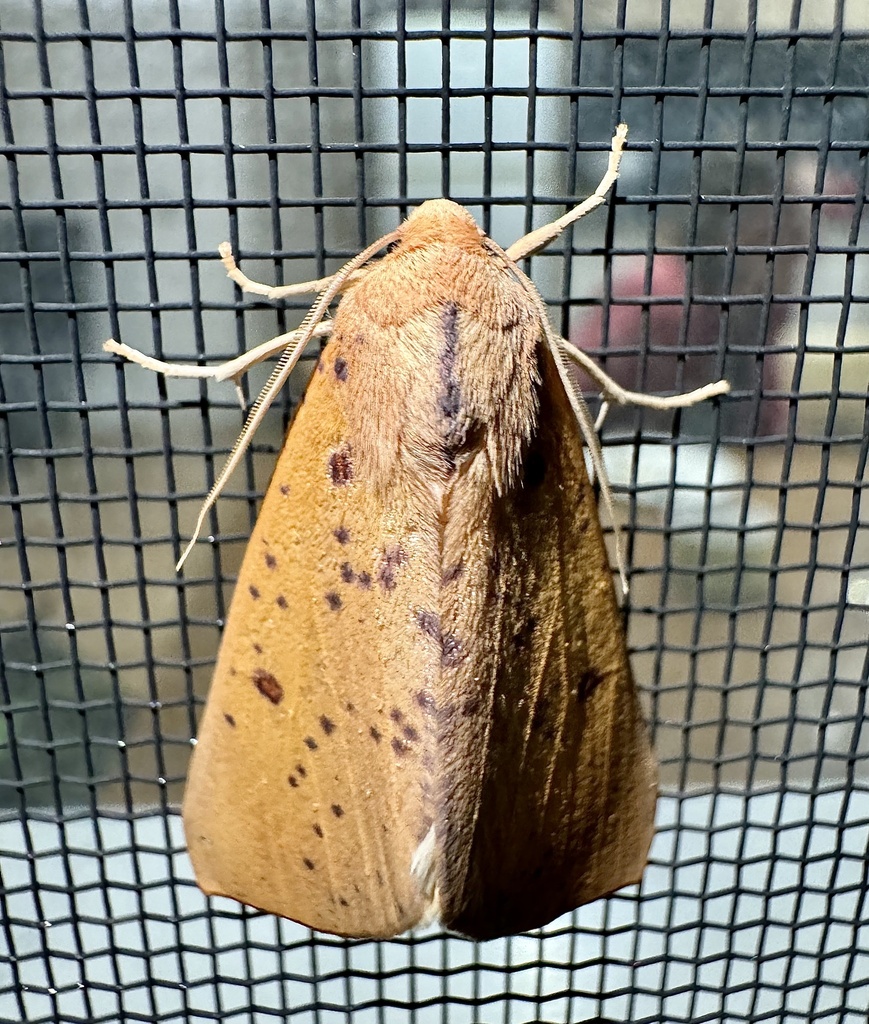 Lemon Gum Moth from Illsley Dr, Shadforth, WA, AU on May 31, 2024 at 09 ...