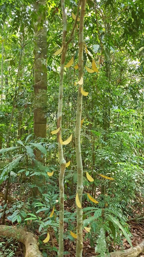 (Fordia johorensis) - Botanical Realm