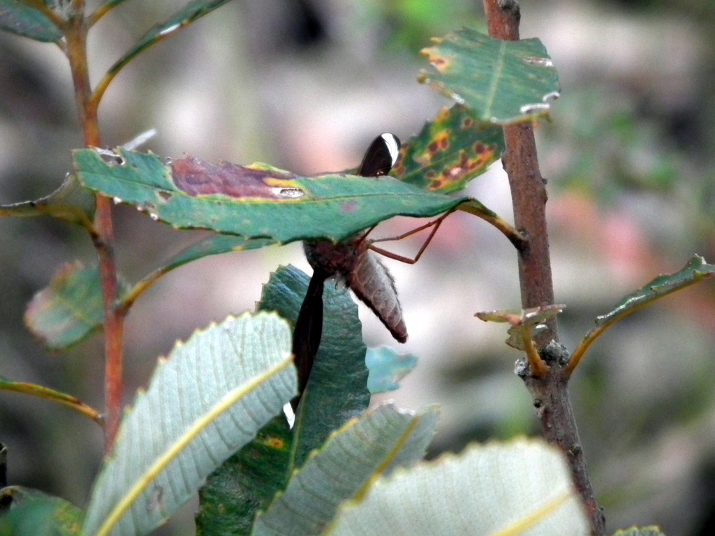 Comptosia from Woy Woy Rd, Kariong NSW 2250, Australia on September 26 ...