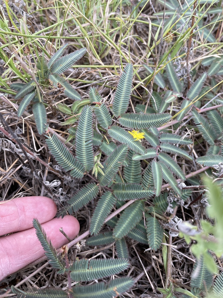 Tropical puff from US-77 N, Sarita, TX, US on May 31, 2024 at 09:44 AM ...