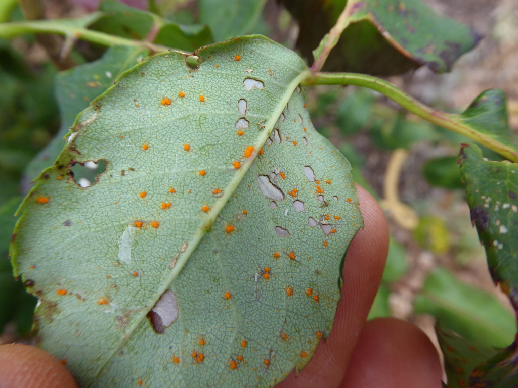 Hollyhock Rust from National City, CA, USA on May 31, 2024 at 07:44 AM ...