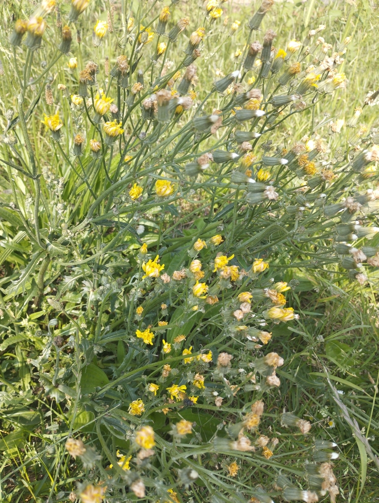 Beaked Hawksbeard from Southport, UK on May 31, 2024 at 04:23 PM by ...