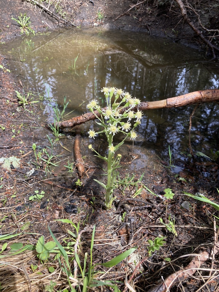 Arctic Butterbur from Foothills County, AB, Canada on May 25, 2024 at ...
