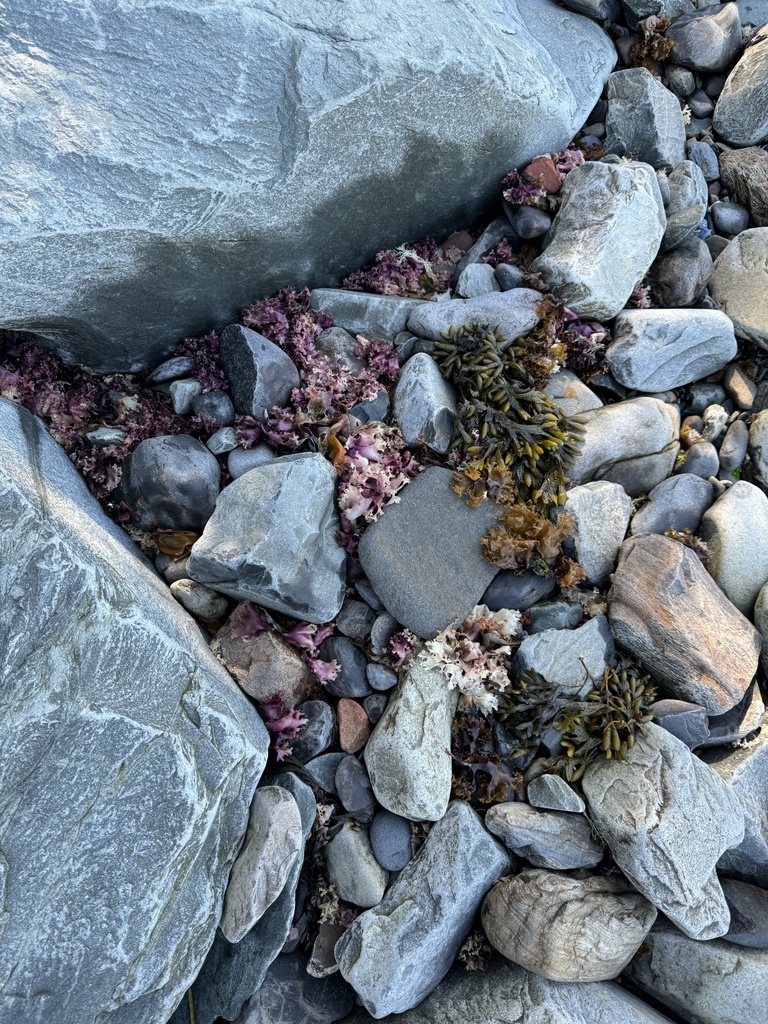 Irish Moss from Northwest Arm, Halifax, NS, CA on May 31, 2024 at 09:47 ...