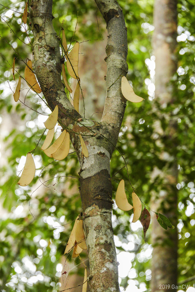 (Fordia johorensis) - Botanical Realm