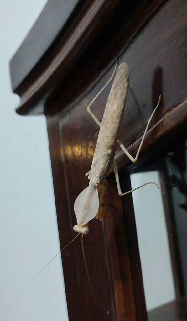 Timor Giant Shield Mantis from Kupang, Kupang City, East Nusa Tenggara ...