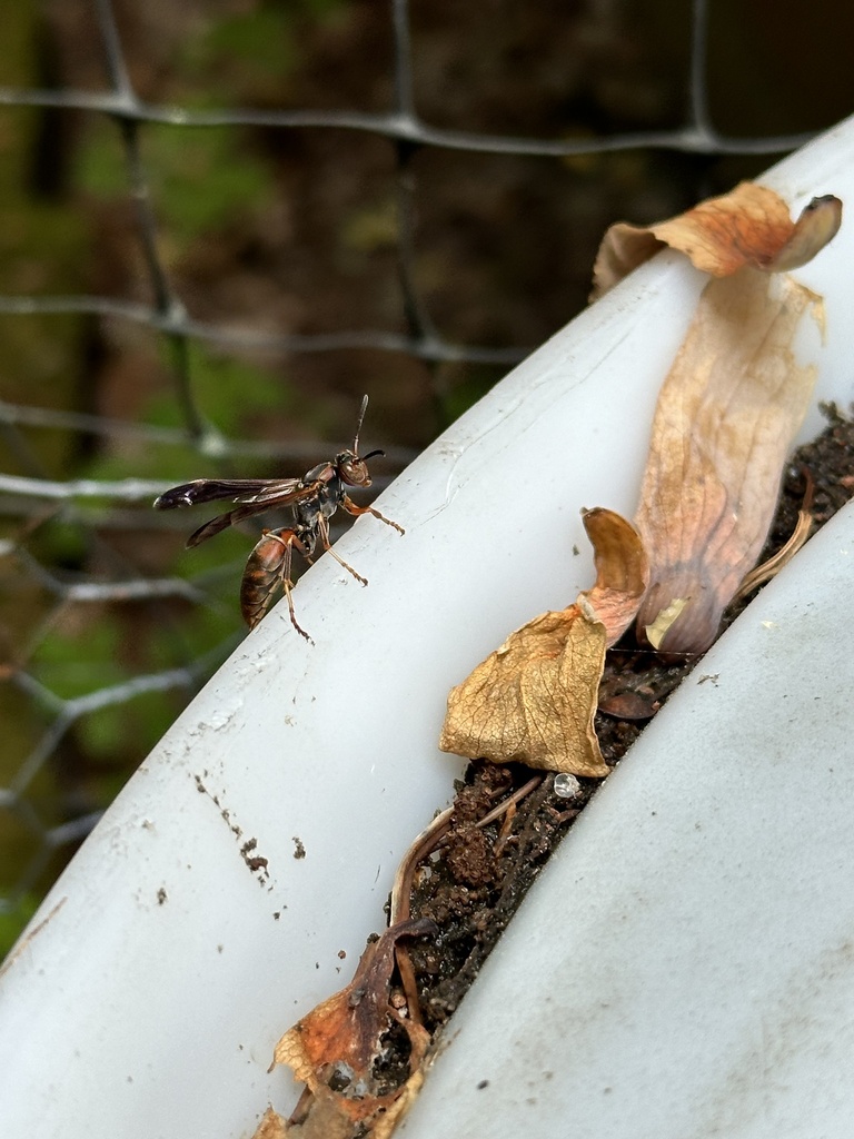 Northern Paper Wasp from Boonton Ave, Boonton, NJ, US on May 31, 2024 ...