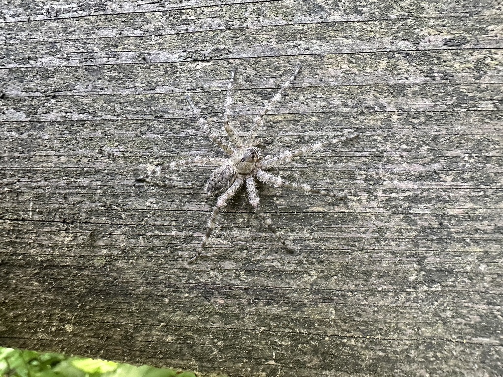 White-banded Fishing Spider from Boonton Ave, Boonton, NJ, US on May 31 ...