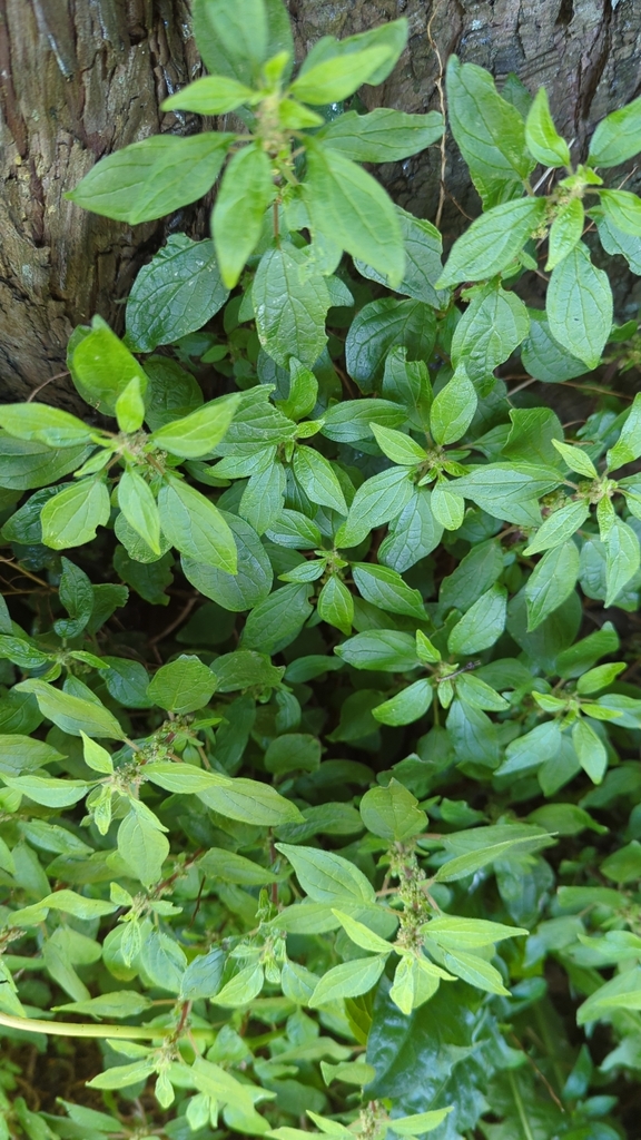 pellitory-of-the-wall from Merseyside, England, GB on May 31, 2024 at ...