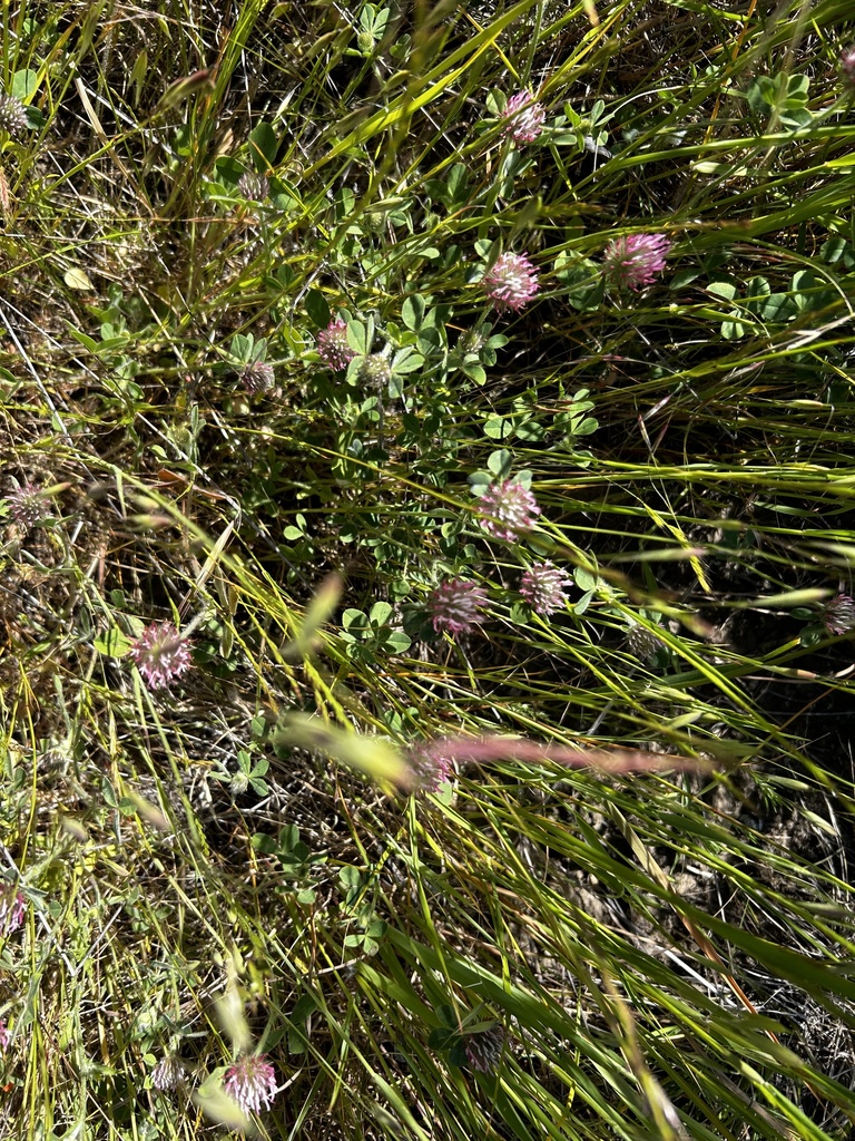 Rose Clover from Tacoma Ave, Berkeley, CA, US on April 30, 2024 at 03: ...