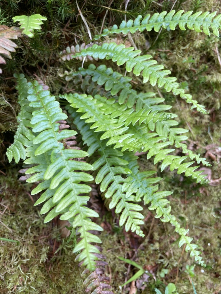 deer fern from Loch Lomond & The Trossachs National Park, Crianlarich ...