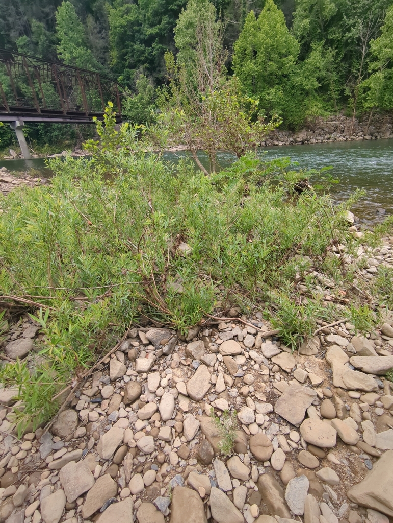 American water-willow from Obed Wild and Scenic River, Morgan County ...
